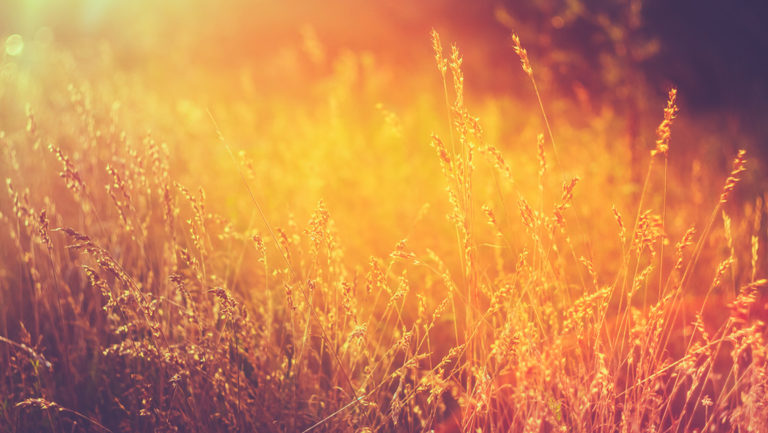 5 Elements for 5 Seasons