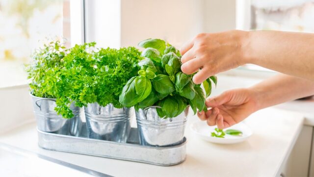 How to Eat More Herbs