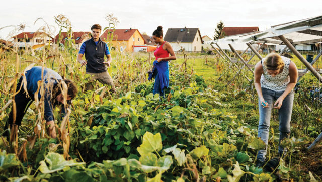 The Power of Community Gardens