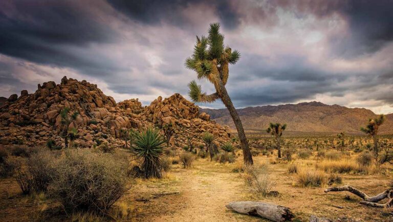 Searching for Solitude in Joshua Tree National Park