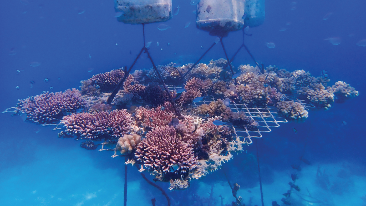 Hope on the Great Barrier Reef
